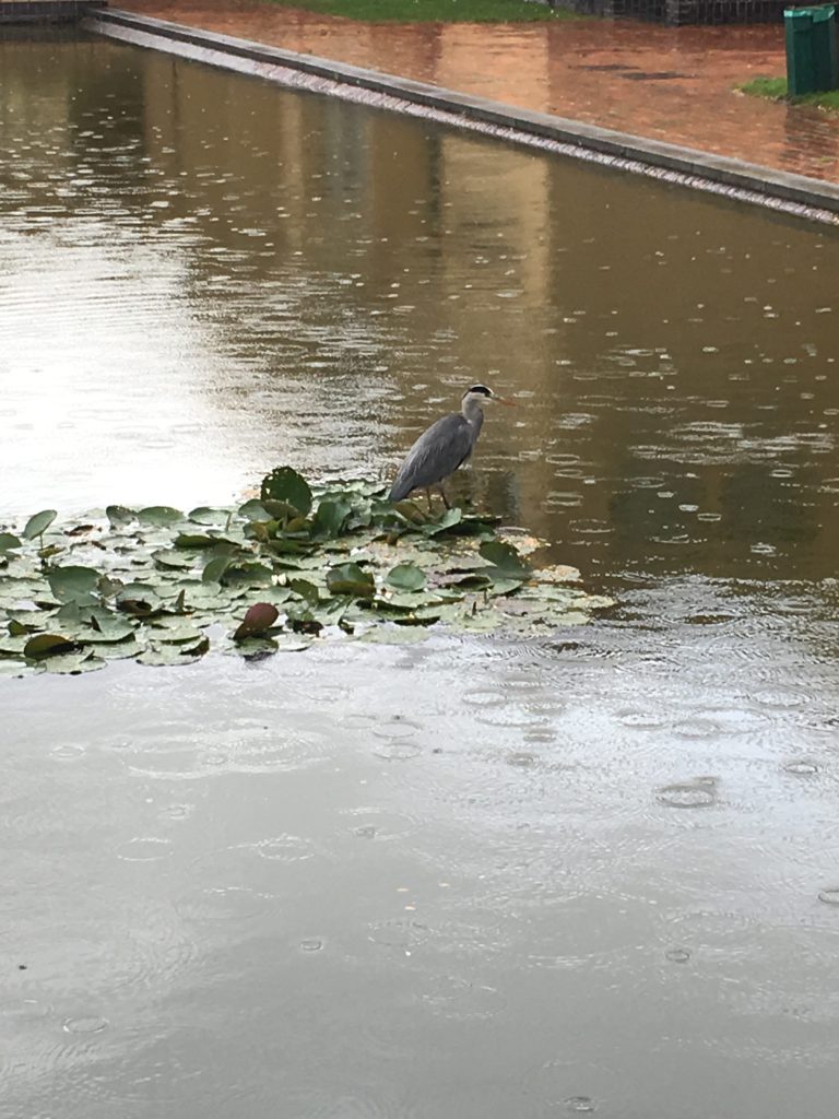 Raining in Dutch | CITYVIEW