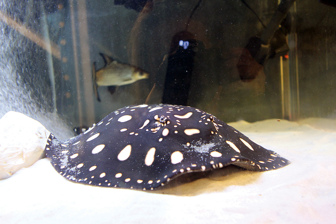 Black diamond stingray | CITYVIEW