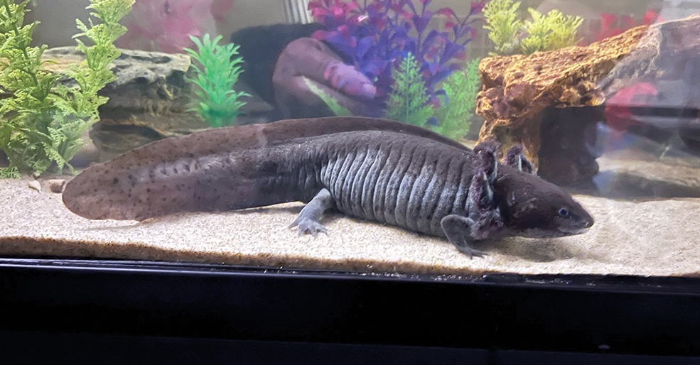 Brian Connolly and his axolotls | CITYVIEW