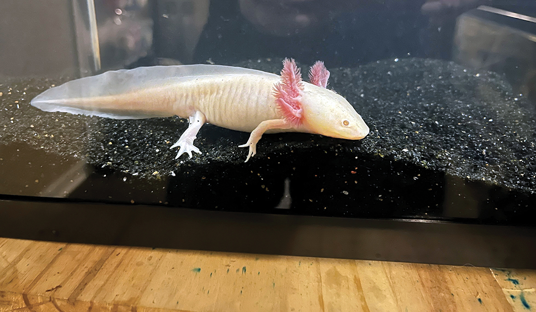 Brian Connolly and his axolotls | CITYVIEW