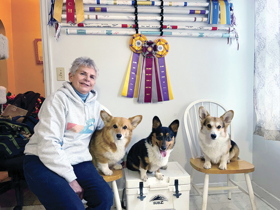 Award-winning corgis | CITYVIEW