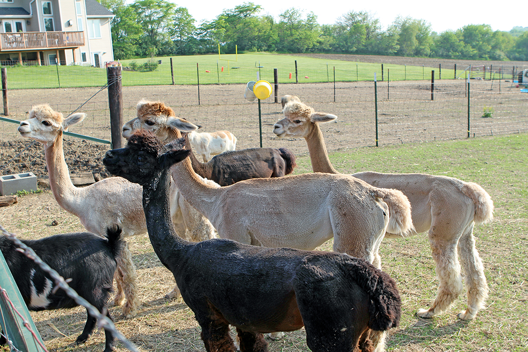 Lagans provide a sanctuary for pet farm animals | CITYVIEW