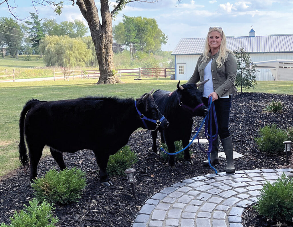 Miniature cows | CITYVIEW