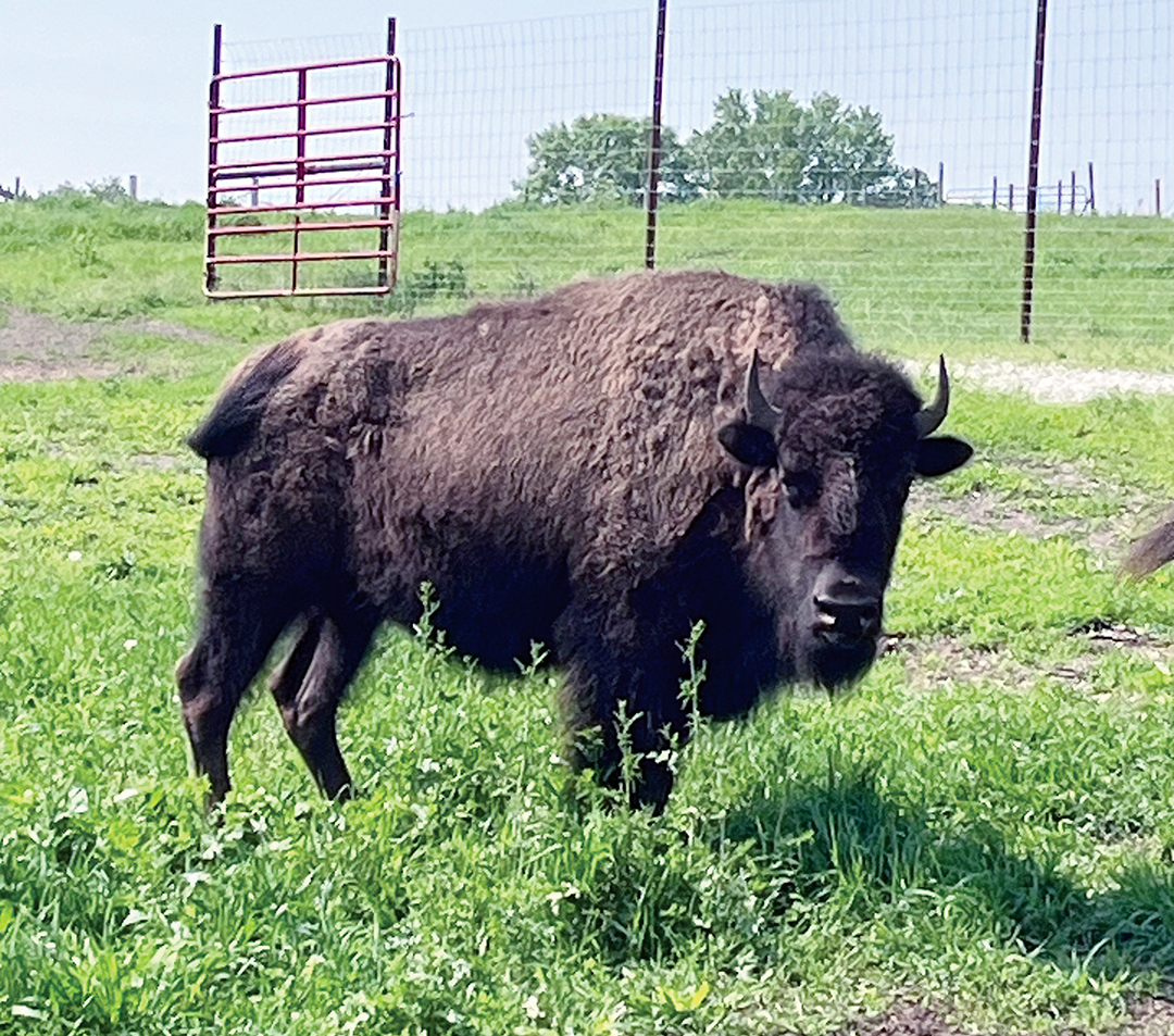 Bison, elk roam free | CITYVIEW