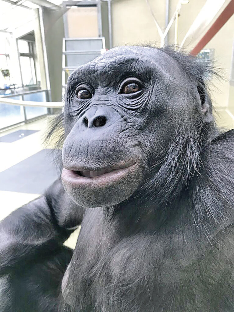 Conservation of the endangered bonobo | CITYVIEW